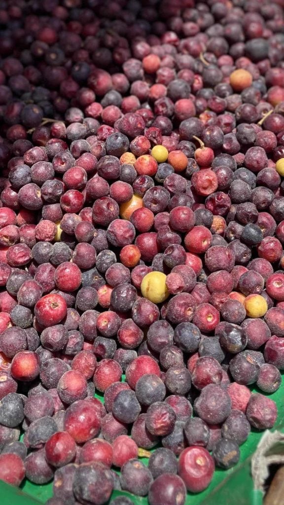 Falsa Juice (Sherbet)Recipe - Recipe52.com